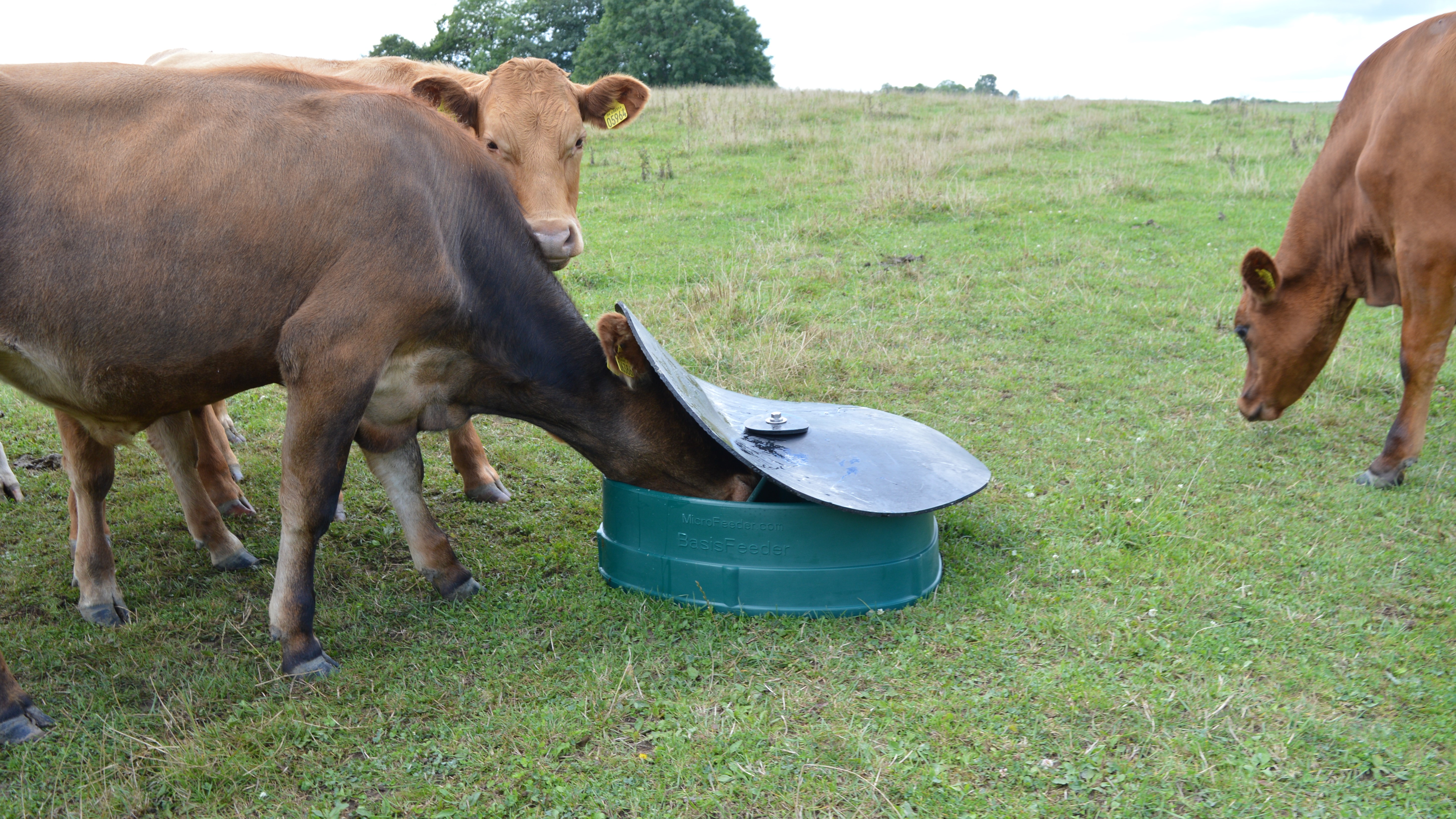 MicroFeeder BasisFeeder