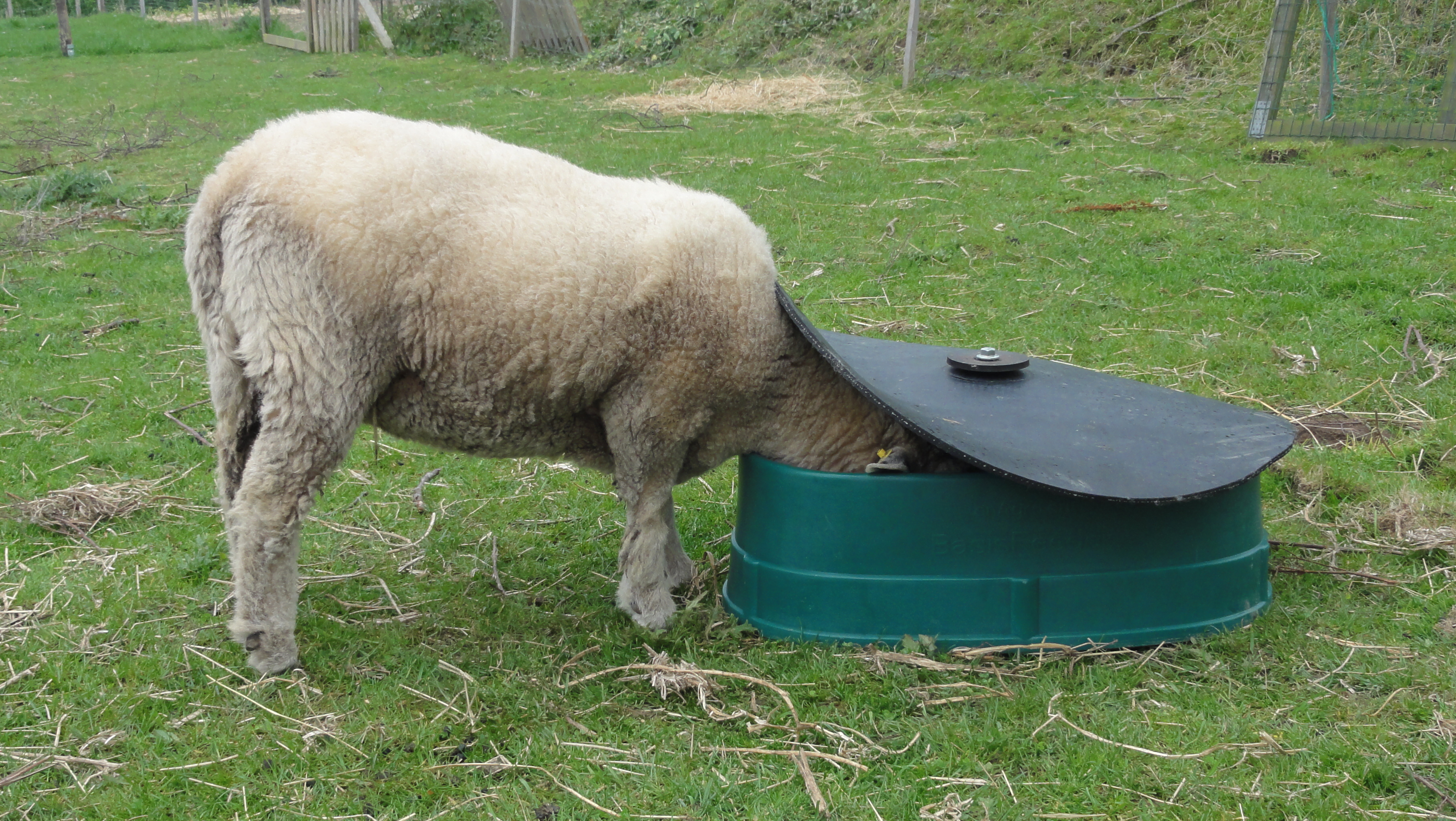 MicroFeeder BasisFeeder