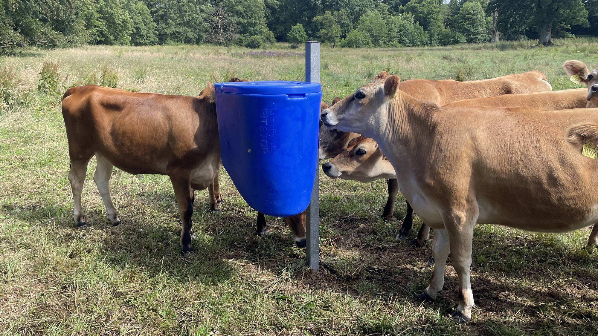 world's best mineral feeders!